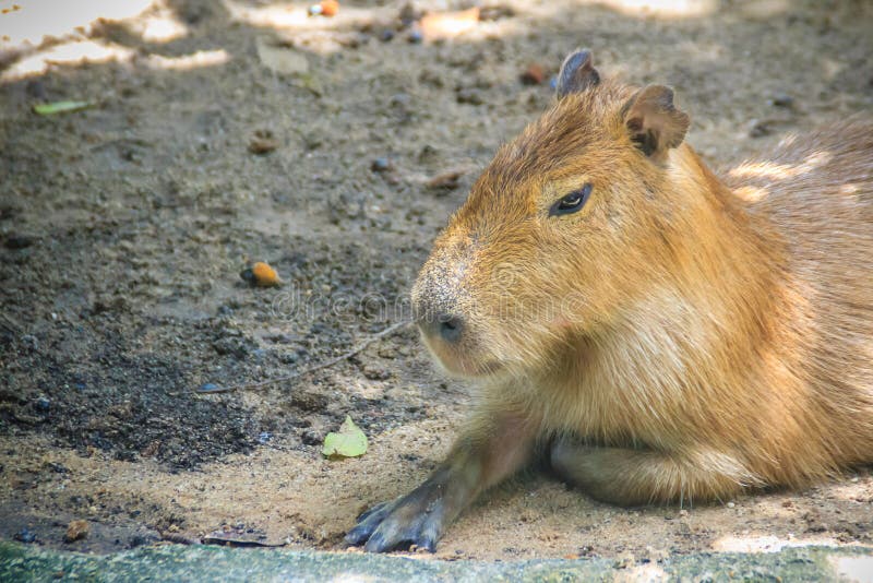 Um Capybara Bonito (hydrochaeris) Do Hydrochoerus, a Vida a Maior ...