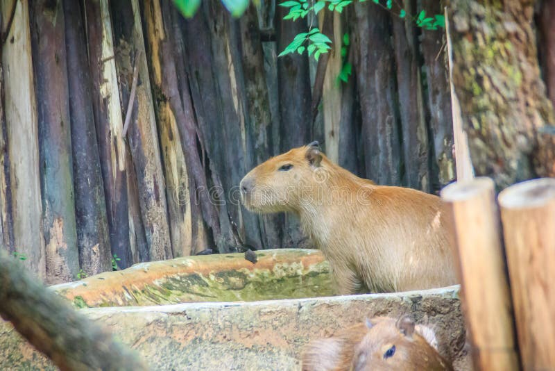Um Capybara Bonito (hydrochaeris) Do Hydrochoerus, a Vida a Maior ...
