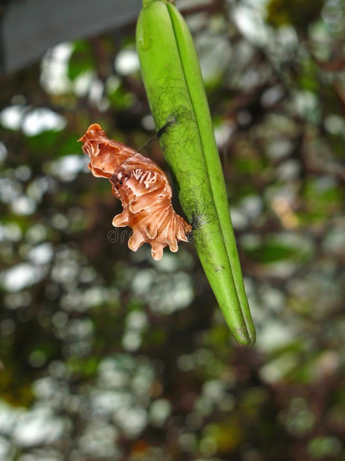 Um casulo imagem de stock. Imagem de planta, borboleta - 14801559