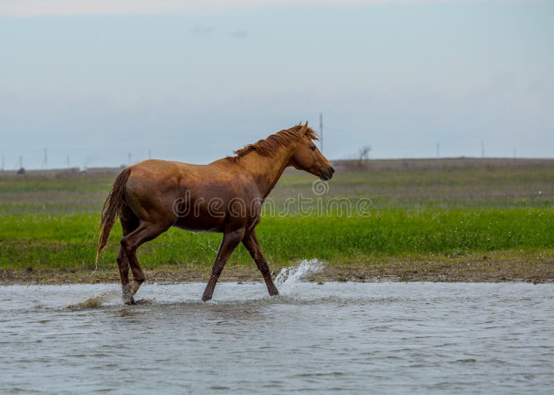 Um Cavalo Nada O Rio O Delta Do Rio Volga Imagem de Stock - Imagem de ...