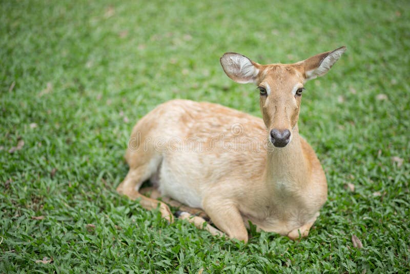 Capreolus Fêmea Dos Cervos De Ovas Que Salta No Prado Verde Com Flores ...