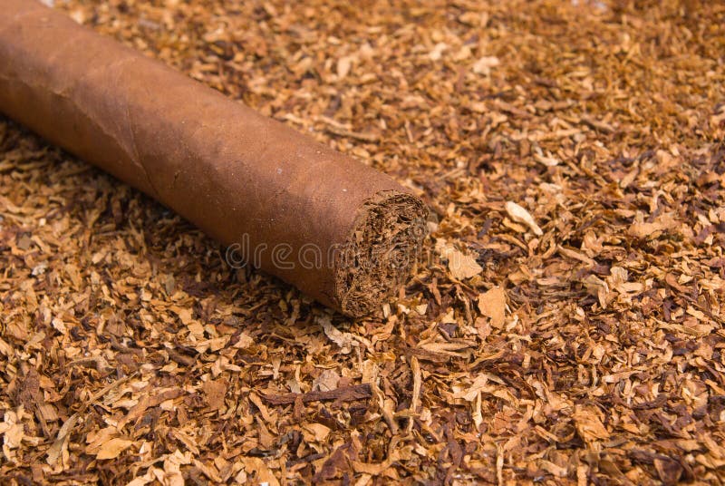 Um charuto cubano foto de stock. Imagem de cigarro, fundo - 4810568