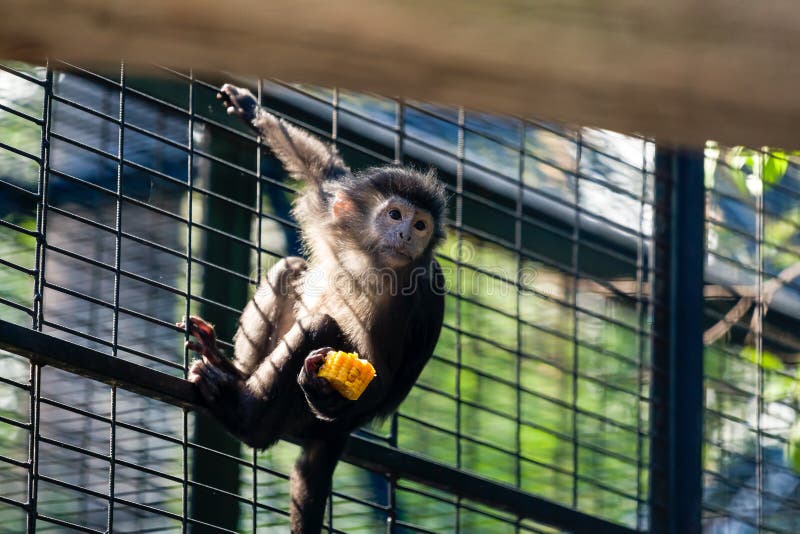 Marrom da cor do macaco imagem de stock. Imagem de macaque - 23603403