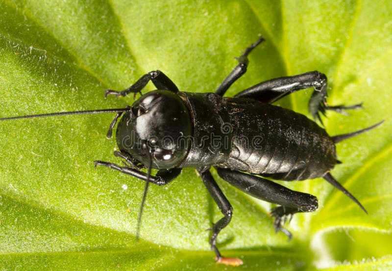 Grilo Preto Fotos De Stock - Baixe 1,964 Fotos Royalty Free