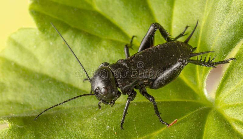 Grilo Preto Fotos De Stock - Baixe 1,964 Fotos Royalty Free