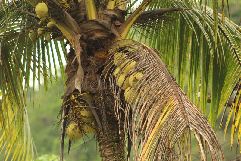 Um coqueiro no litoral stock image. Image of fruit, grass - 173944659
