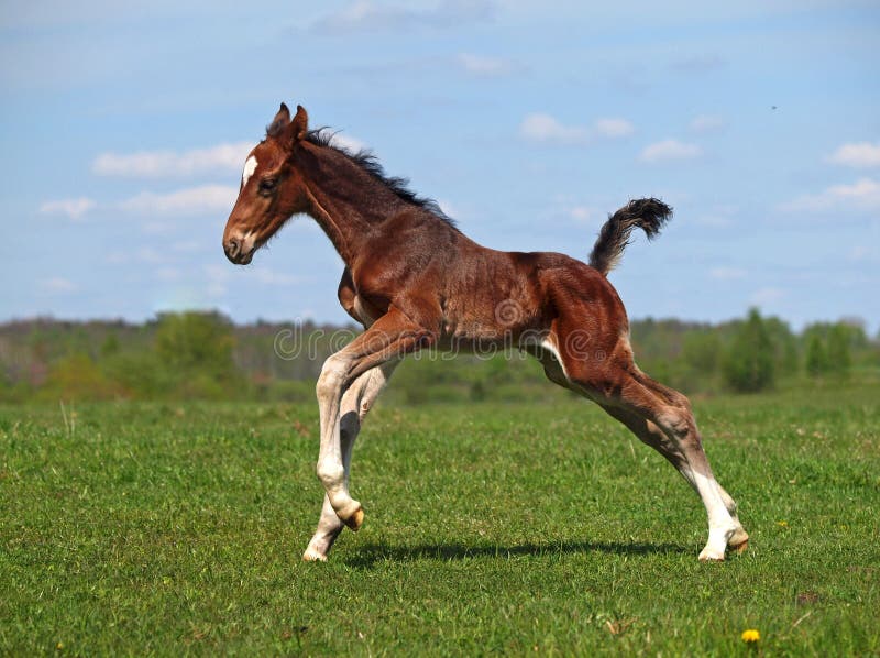Um galope do potro foto de stock. Imagem de cavalo, grama - 31039496