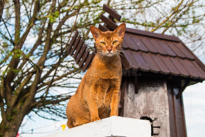 Um gato Abyssinian foto de stock. Imagem de animal, bonito - 72800616