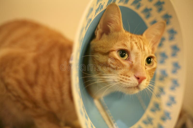 Um Gato Com Um Colar Do Cone Imagem de Stock - Imagem de colar, felino ...