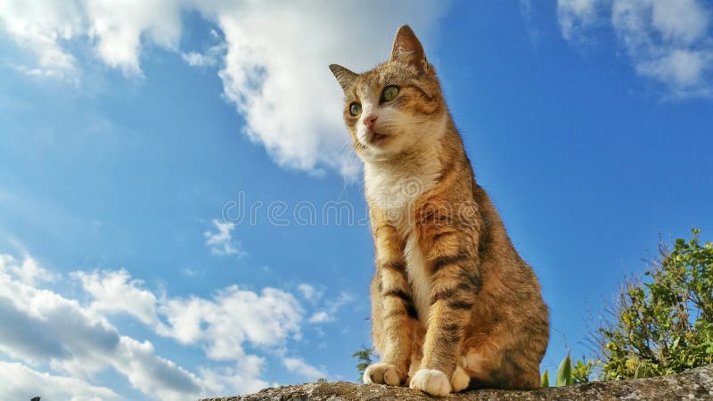 Um gato no céu azul foto de stock. Imagem de azul, parede - 63916612