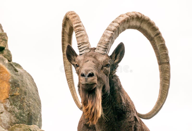 Siberian Ibex Capra Sibirica Também Vive Altai Ou Gobi Ibex Na ásia ...