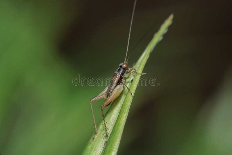 Um Grilo De Bebê Numa Folha Imagem de Stock - Imagem de praga, bebê ...