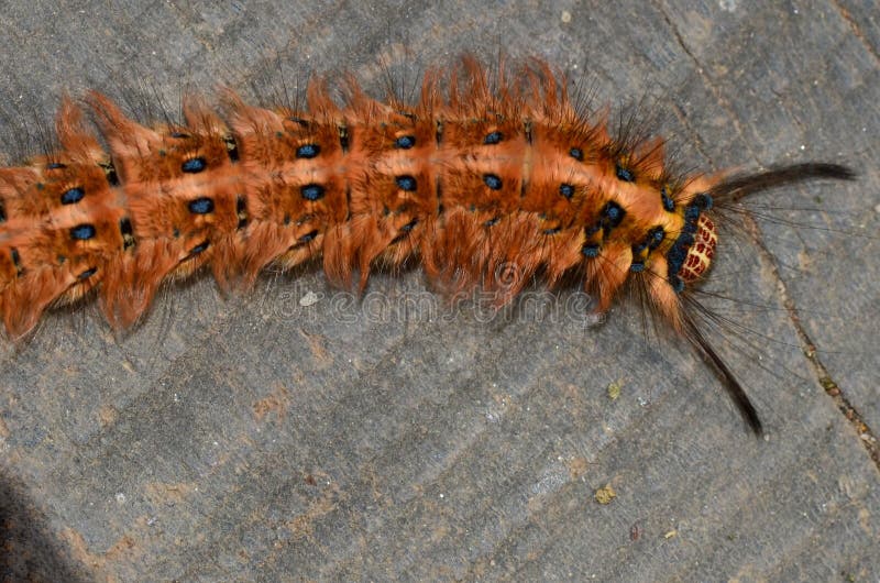 Um Inseto Marrom Grande De Rastejamento Com Espinhos Foto de Stock ...