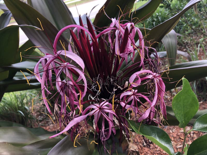 Um Lírio Roxo Do Crinum (Crinum Asiaticum) Imagem de Stock - Imagem de ...