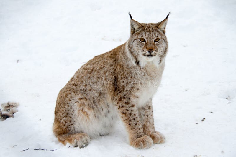 Filhote ártico Do Gato Do Lince Imagem de Stock - Imagem de noruega ...