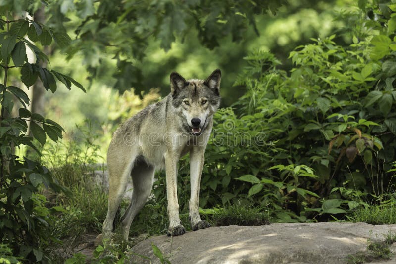 Um Lobo De Madeira Em Uma Floresta Foto de Stock - Imagem de canis ...