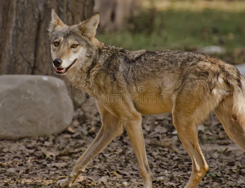 Indiano Wolf Standing foto de stock. Imagem de fotografia - 126394654