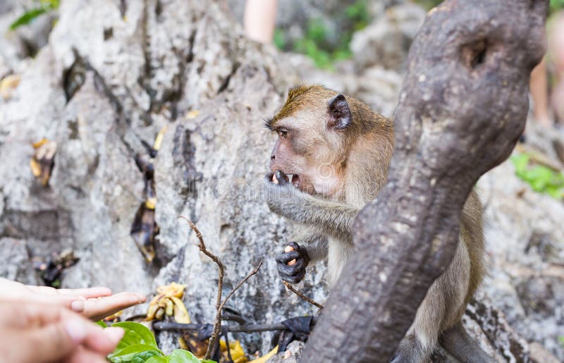 Um macaco come a banana imagem de stock. Imagem de assento - 71835931