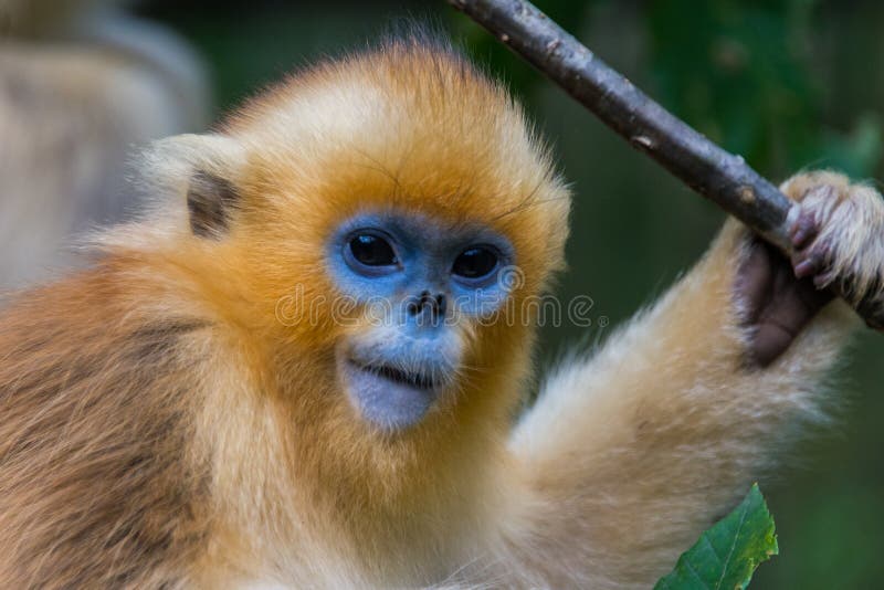 Um Macaco De Nariz Arrebitado Dourado Que Guarda Um Ramo Foto de Stock ...