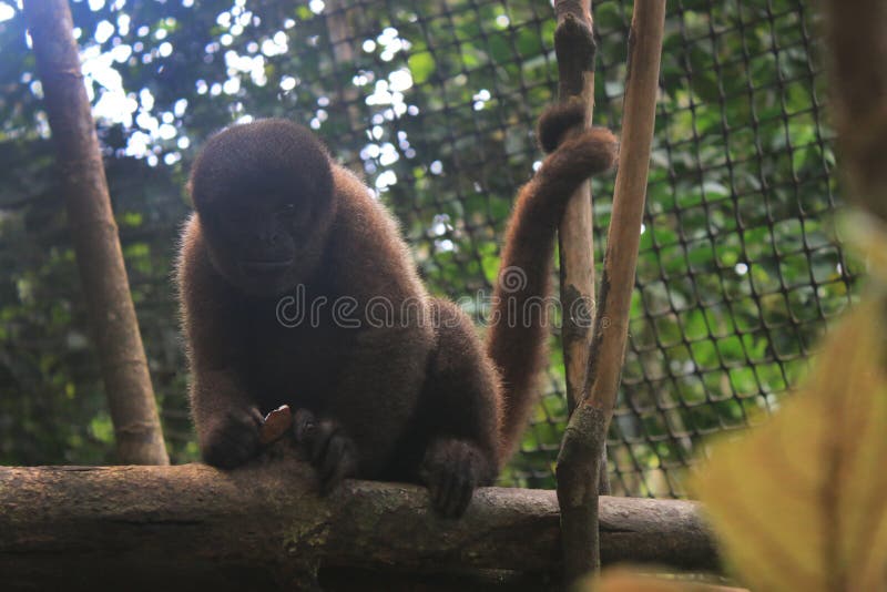 Um Macaco Felpudo Juvenil Que Come Um Coco Foto de Stock - Imagem de ...