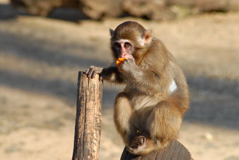 Um Macaco Pequeno Que Come Uma Laranja Foto de Stock - Imagem de ...