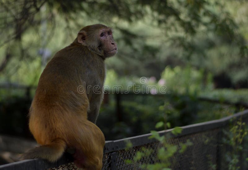 Um Macaco Que Senta-se Em Uma Cerca Do Ferro Foto de Stock - Imagem de ...