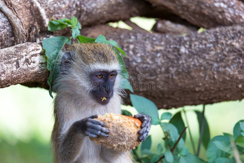 733 O Macaco Come Fruta Fotos - Fotos de Stock Gratuitas e Fotos ...