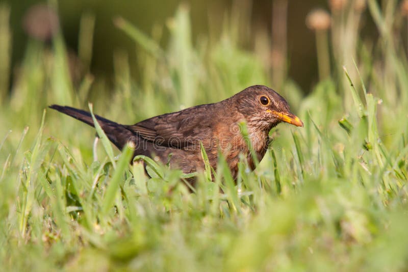 Melro Comum Com Uma Minhoca Imagem de Stock - Imagem de detalhe ...