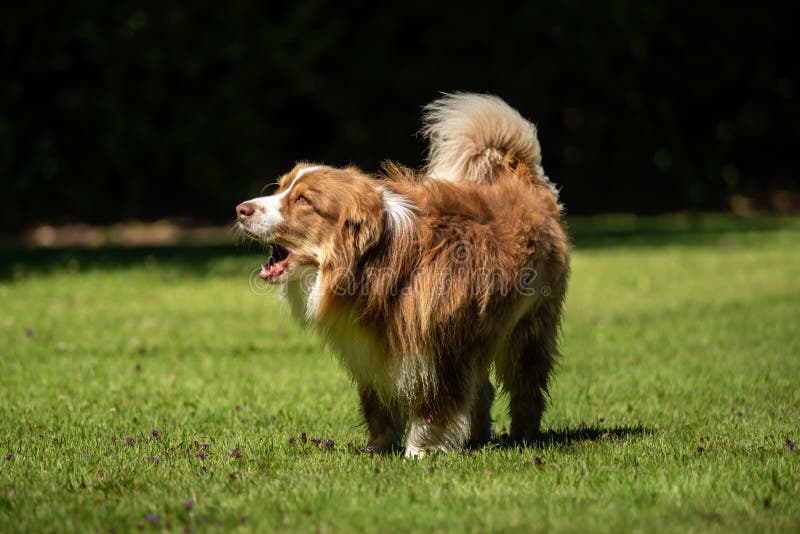 Um Mini Pastor Australiano Durante Uma Caminhada No Parque Foto de ...