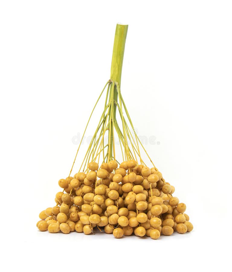 Um Monte De Datas Em Bruto Amarelas Ou Palma De Data Isolada Em Fundo ...