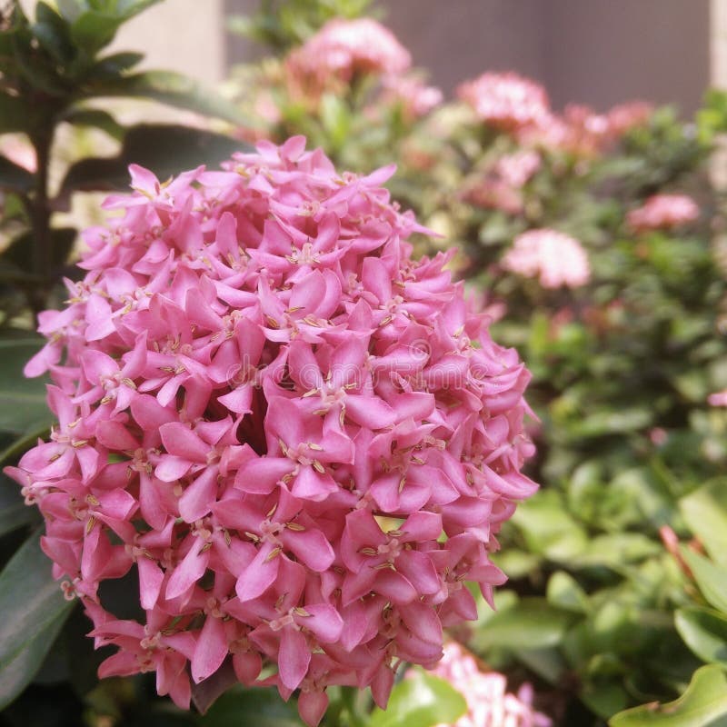 Um Monte De Flores Rosa Lindas. Foto de Stock - Imagem de flores, grupo ...