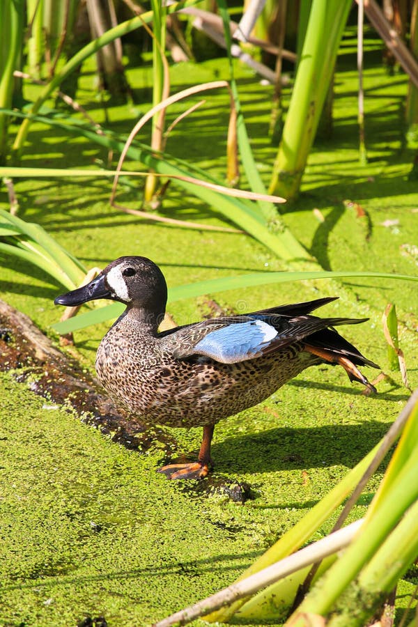 Um Pato Azul-voado Da Cerceta Que Equilibra Em Um Pé Contra Um Fundo ...