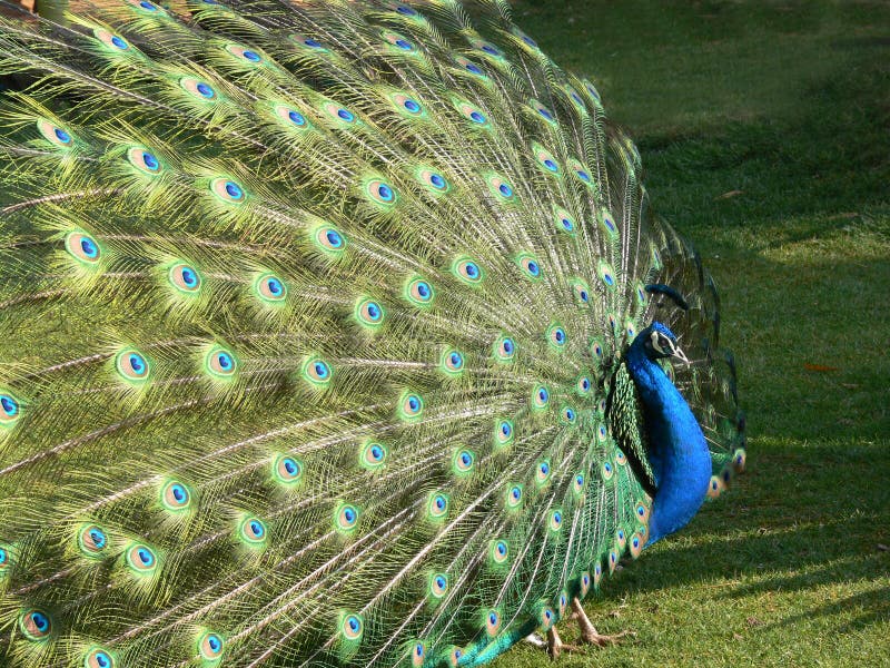 Pavão foto de stock. Imagem de macho, branco, selvagem - 30146174