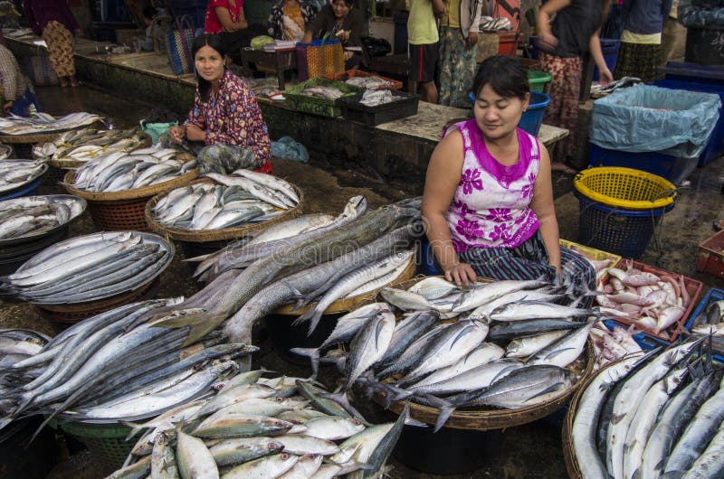 Um Peixe Grande Em MYANMAR - BURMA Fotografia Editorial - Imagem de ...
