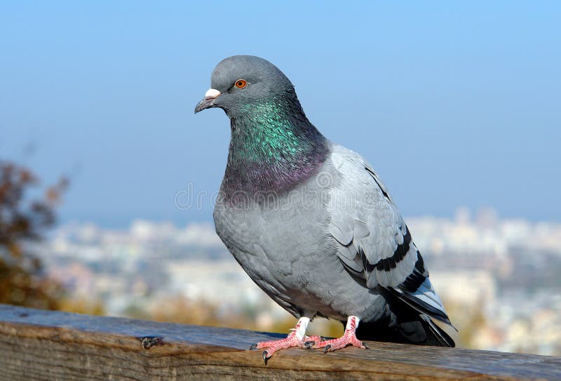 Pombo colorido foto de stock. Imagem de macro, sozinho - 15783334