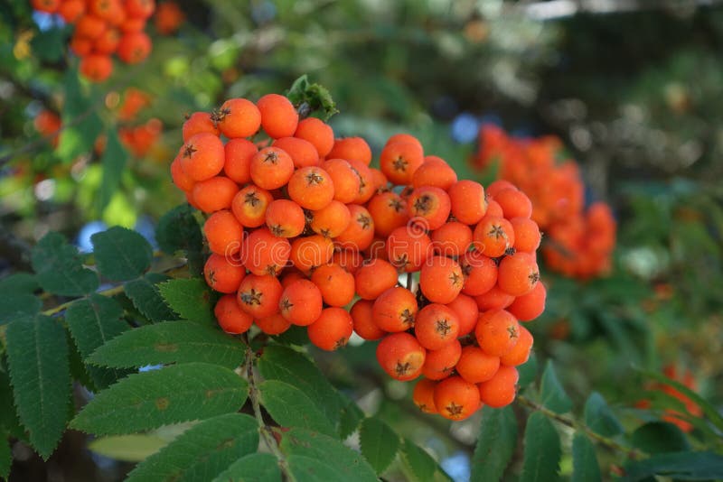 Fruto da sorva imagem de stock. Imagem de folhas, imagem - 74503851