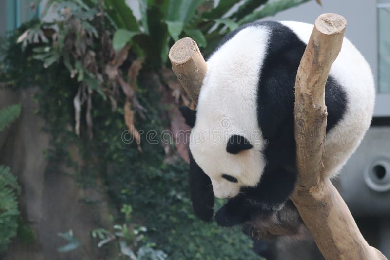Um Relaxamento Gigante Do Panda Foto de Stock - Imagem de preto, pele ...