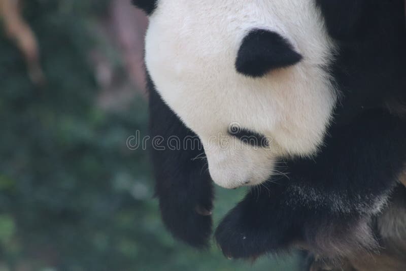 Um Relaxamento Gigante Do Panda Imagem de Stock - Imagem de gato, arte ...