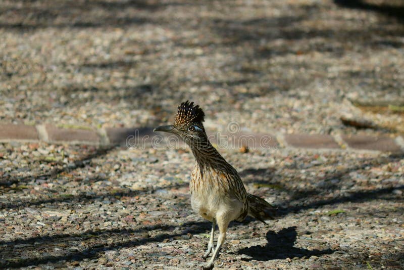 Um Roadrunner real foto de stock. Imagem de tarde, roadrunner - 85061044