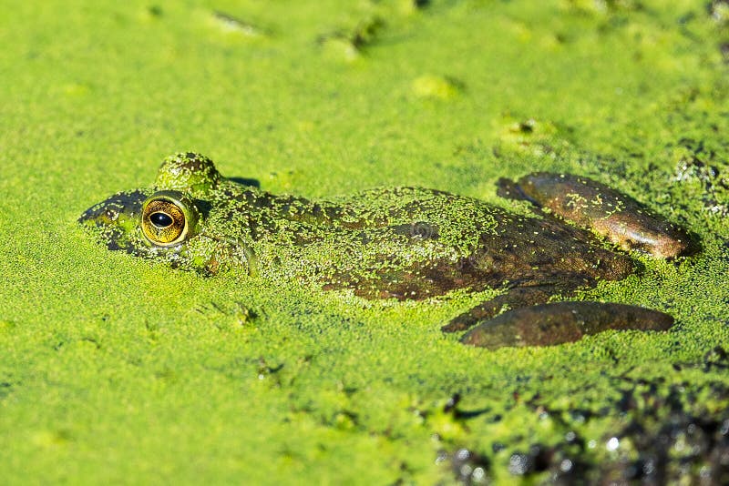 Sapo foto de stock. Imagem de viscoso, estrada, molhado - 32206868