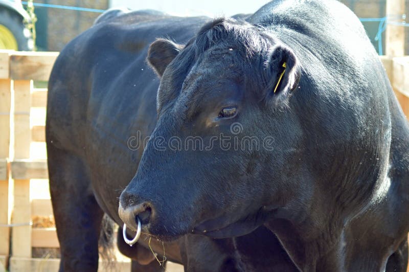 Um touro preto de angus imagem de stock. Imagem de vitela - 96512725