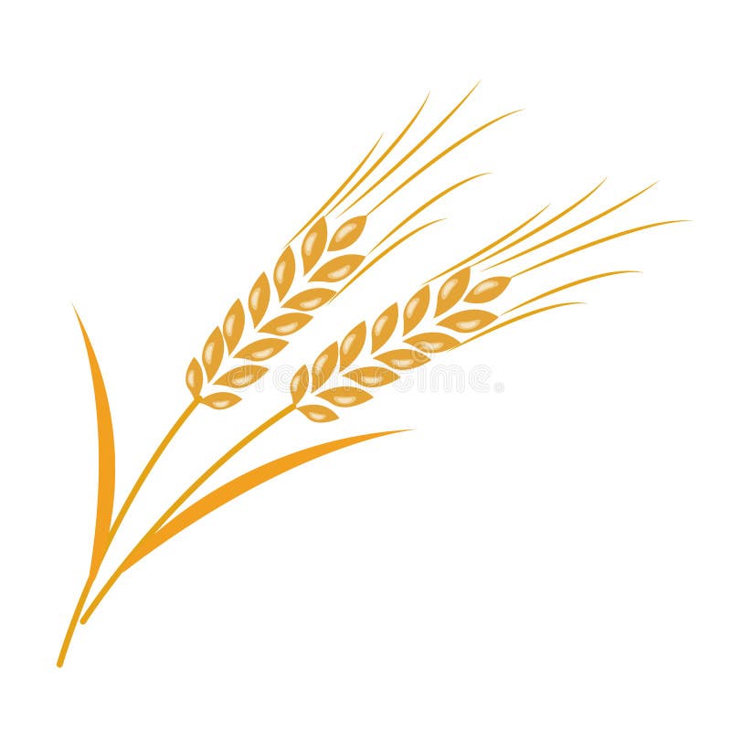 Cevada ilustração do vetor. Ilustração de vetor, cevada - 32448102
