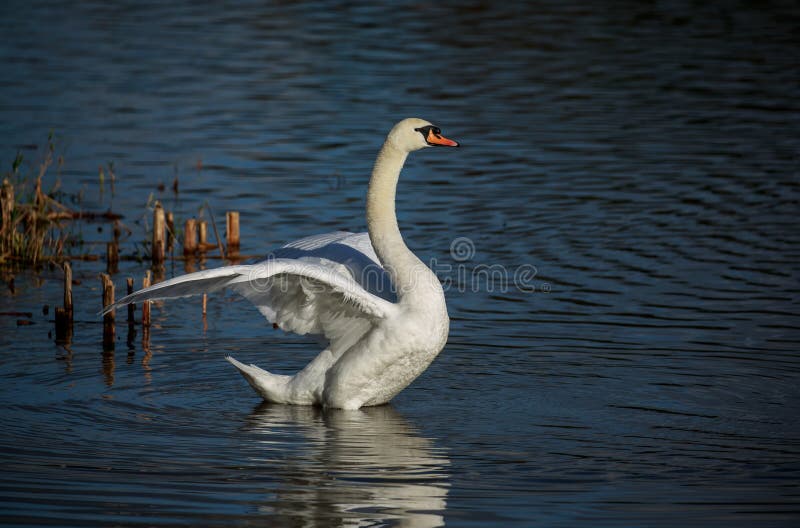 Uma Cisne Muda Que Bate Suas Asas Foto de Stock - Imagem de cisne ...