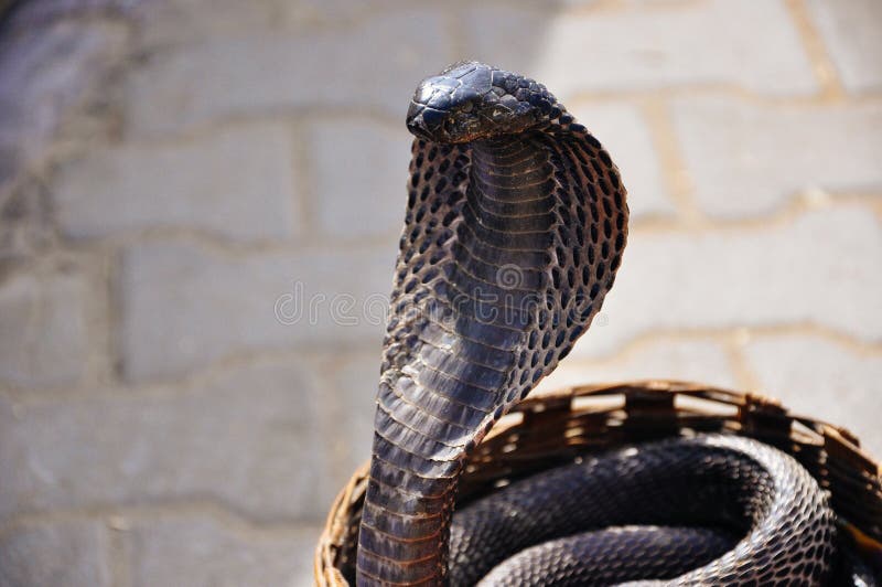 Uma Cobra Preta Em Jaipur, Índia Imagem de Stock - Imagem de entrada ...