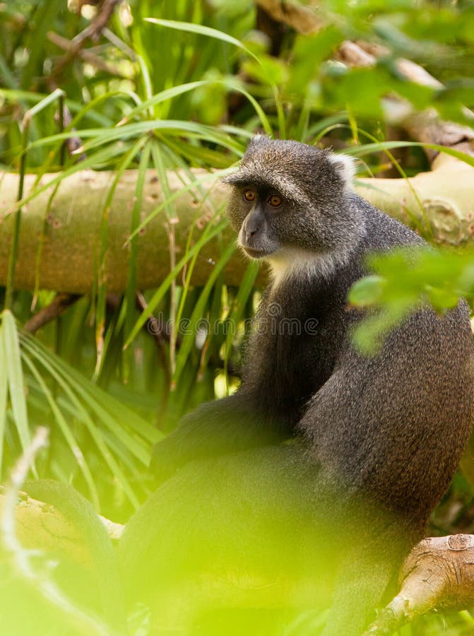 Uma face azul de Monkey´s foto de stock. Imagem de olhar - 24039932