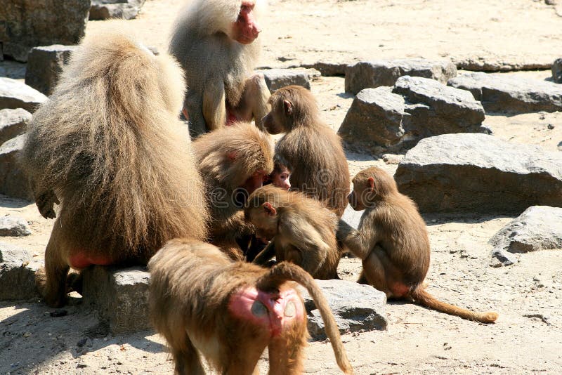 Uma Família Do Babuíno (macaco) Imagem de Stock - Imagem de macacos ...