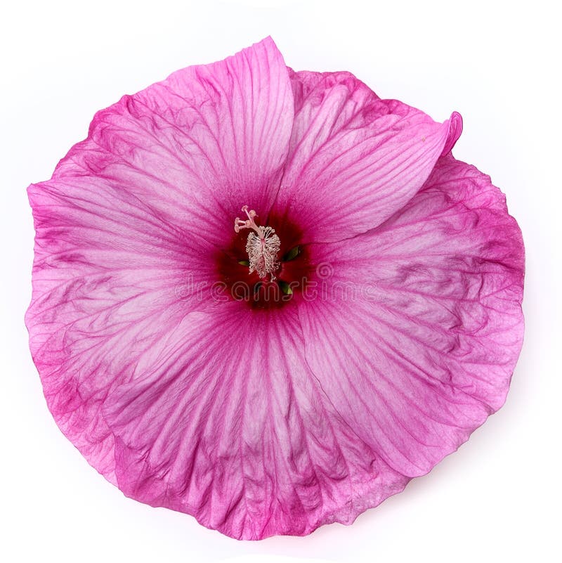 Uma Flor Cor-de-rosa Do Hibiscus Imagem de Stock - Imagem de isolado ...