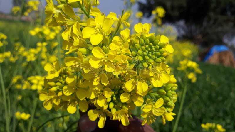 Uma Flor De Mostarda Preta No Campo De Trigo Foto de Stock - Imagem de ...