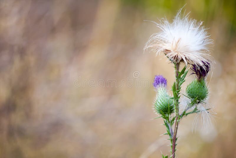 Uma flor do cardo imagem de stock. Imagem de fresco, frescor - 33186377