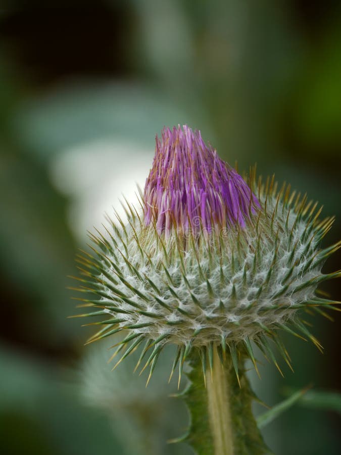 Uma Flor Do Cardo Em Verde E Em Roxo Foto de Stock - Imagem de roxo ...